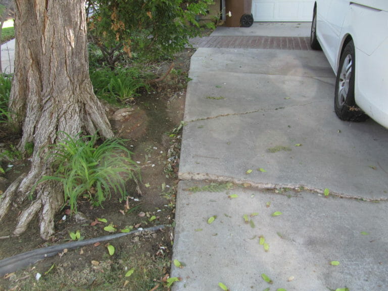 Tree Roots Crack & Damage Foundations: Transpiration Is The Major Cause ...